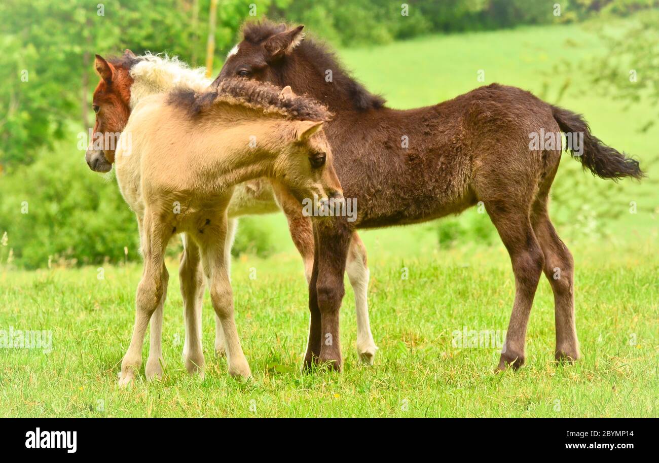 Three pretty and cute foals, a black one, a dun horse and a chestnut ...