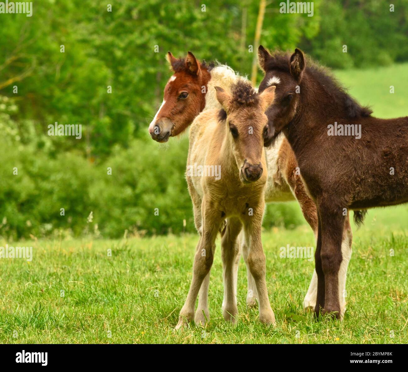 Three pretty and cute foals, a black one, a dun horse and a chestnut ...
