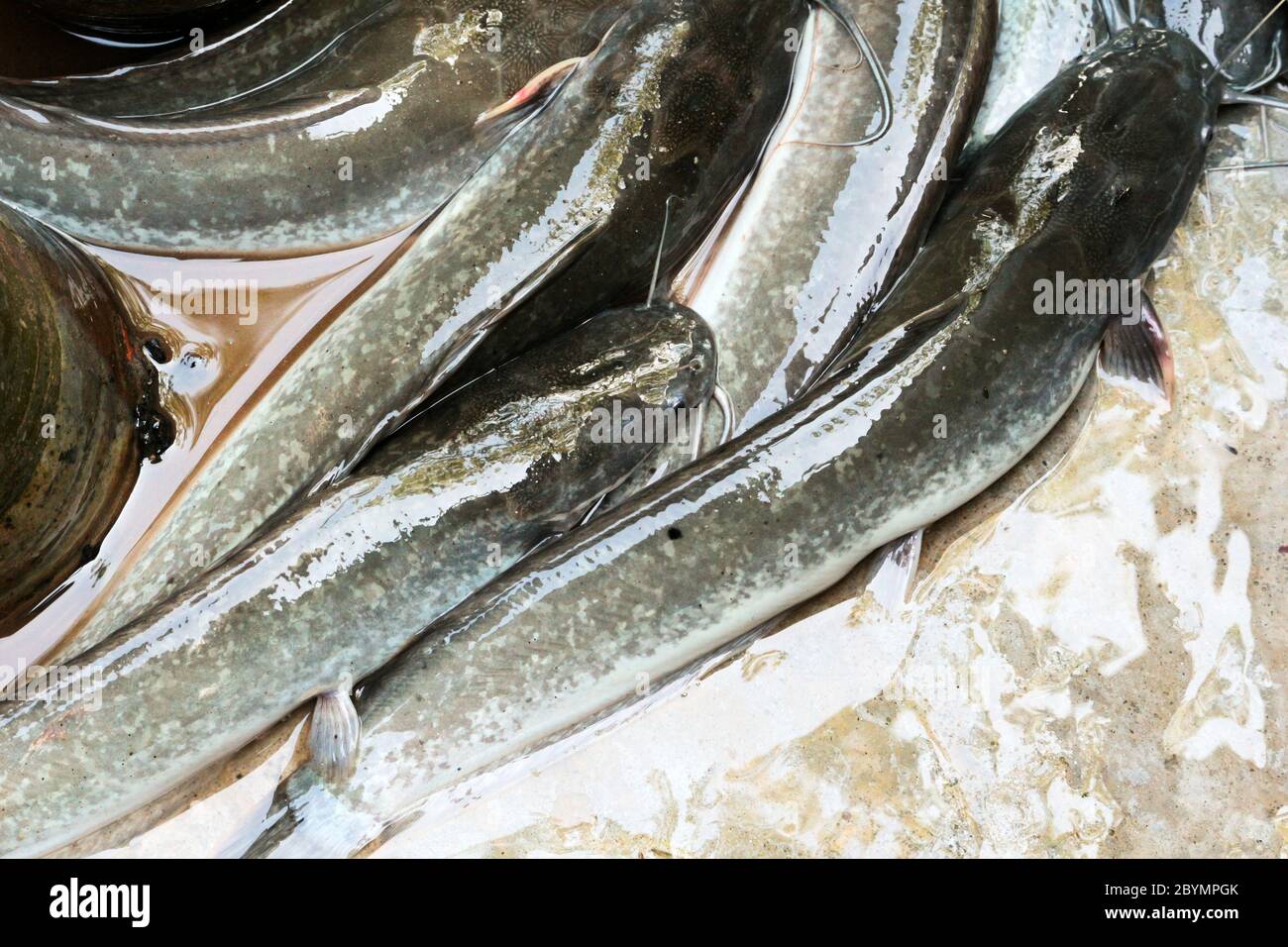 Catfish farm in river hi-res stock photography and images - Alamy