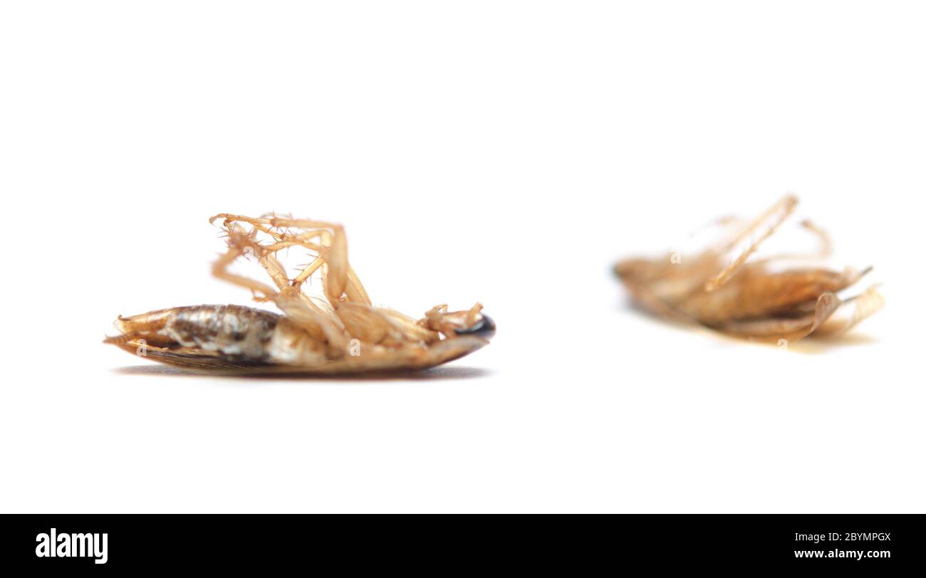 Two cockroaches hi-res stock photography and images - Alamy