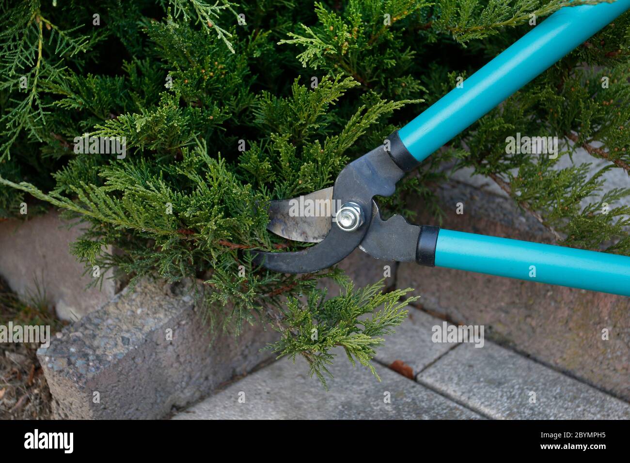 Cutting the coniferous shrubs in the garden with pruning shears. Spring ...