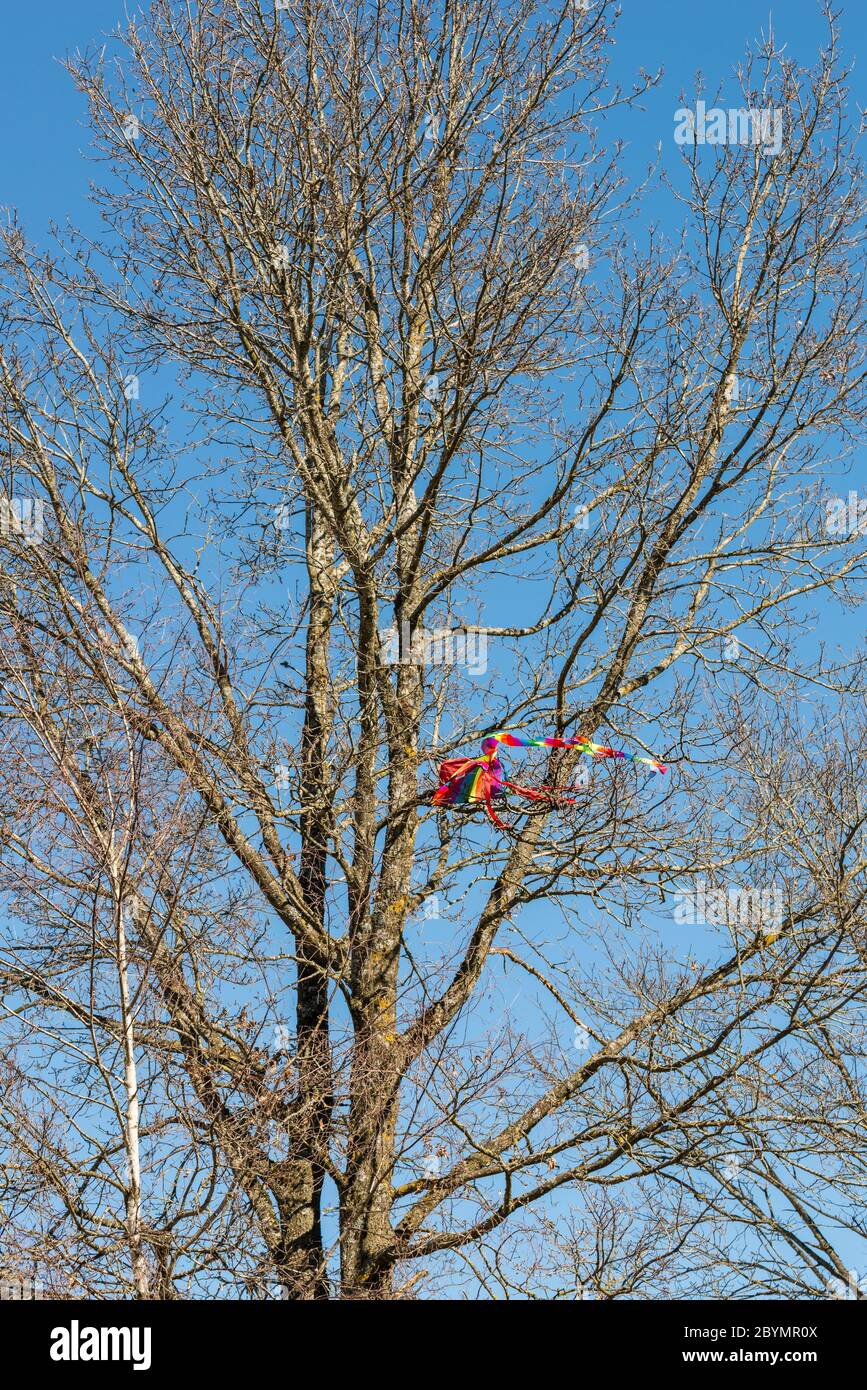 Kite stuck in tree hi-res stock photography and images - Alamy