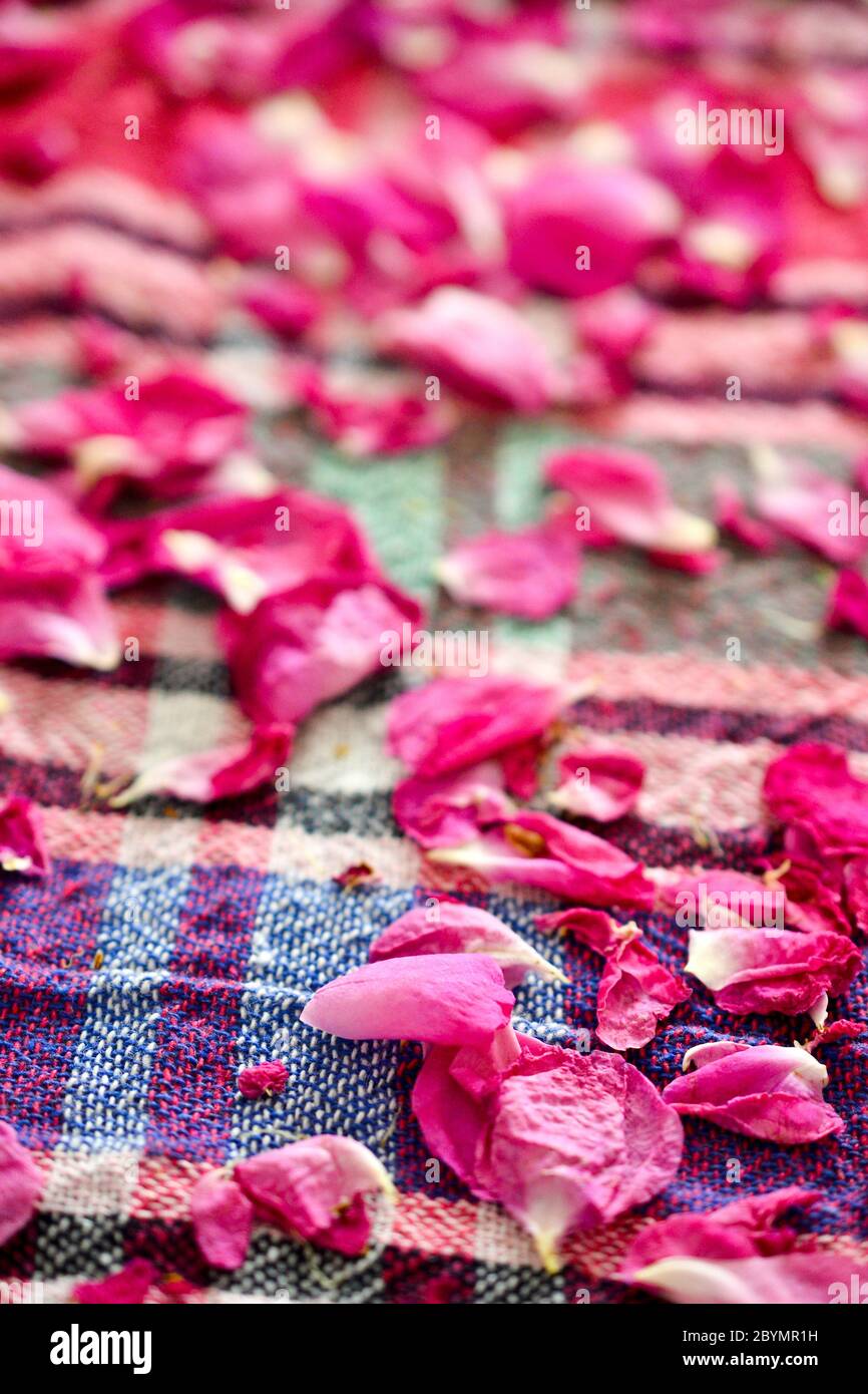 image drying rose petals for tea on a colorful table cloth Stock Photo ...