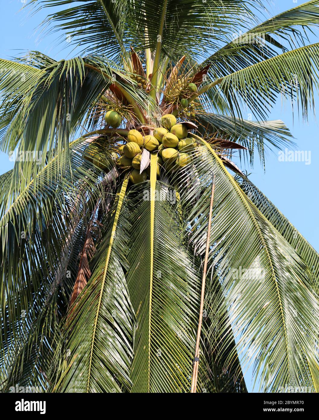 Healthy coconut tree hi-res stock photography and images - Alamy