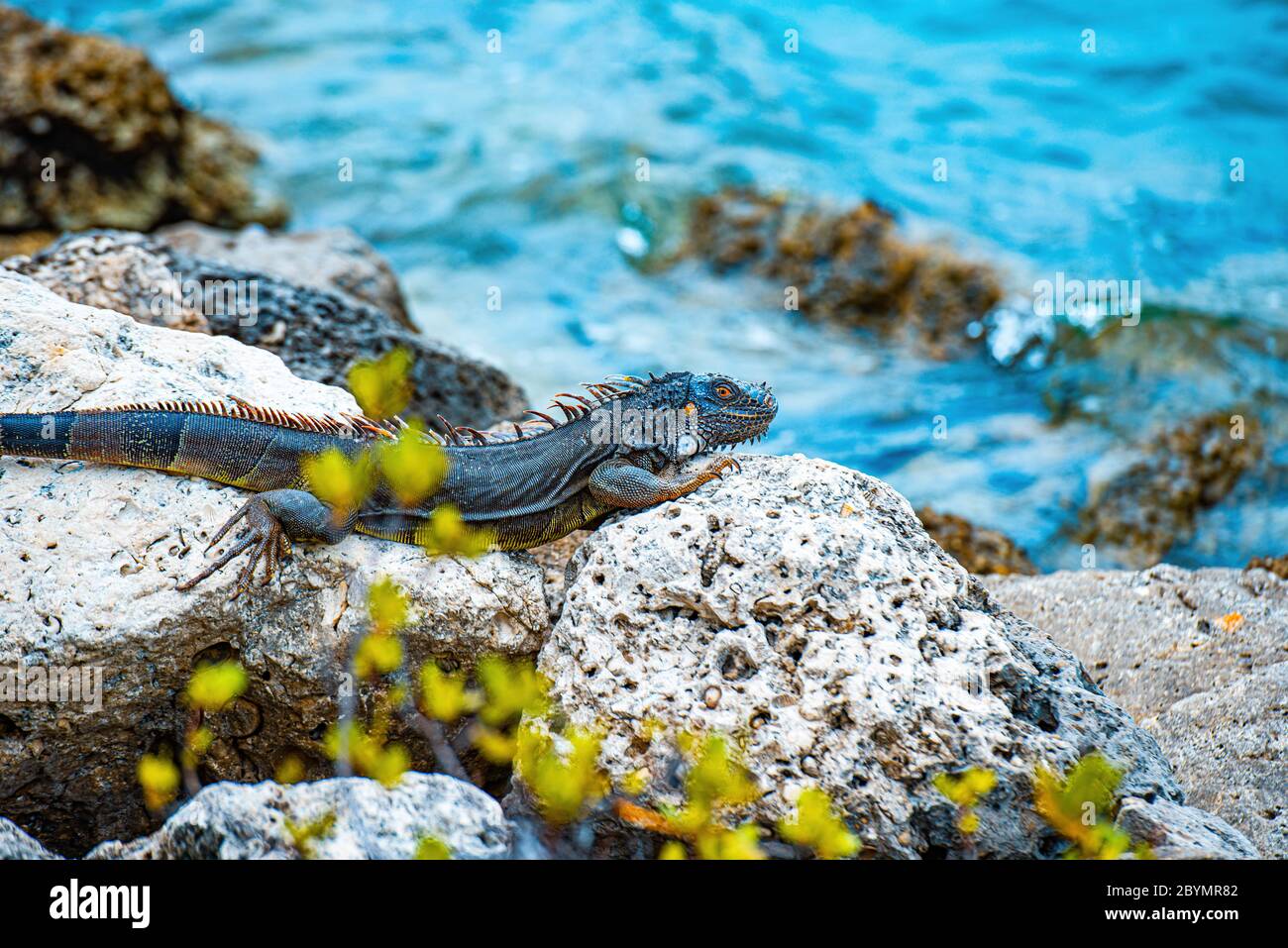 Wildlife and nature, marine Iguana. Iguanas warming in the sun on ...
