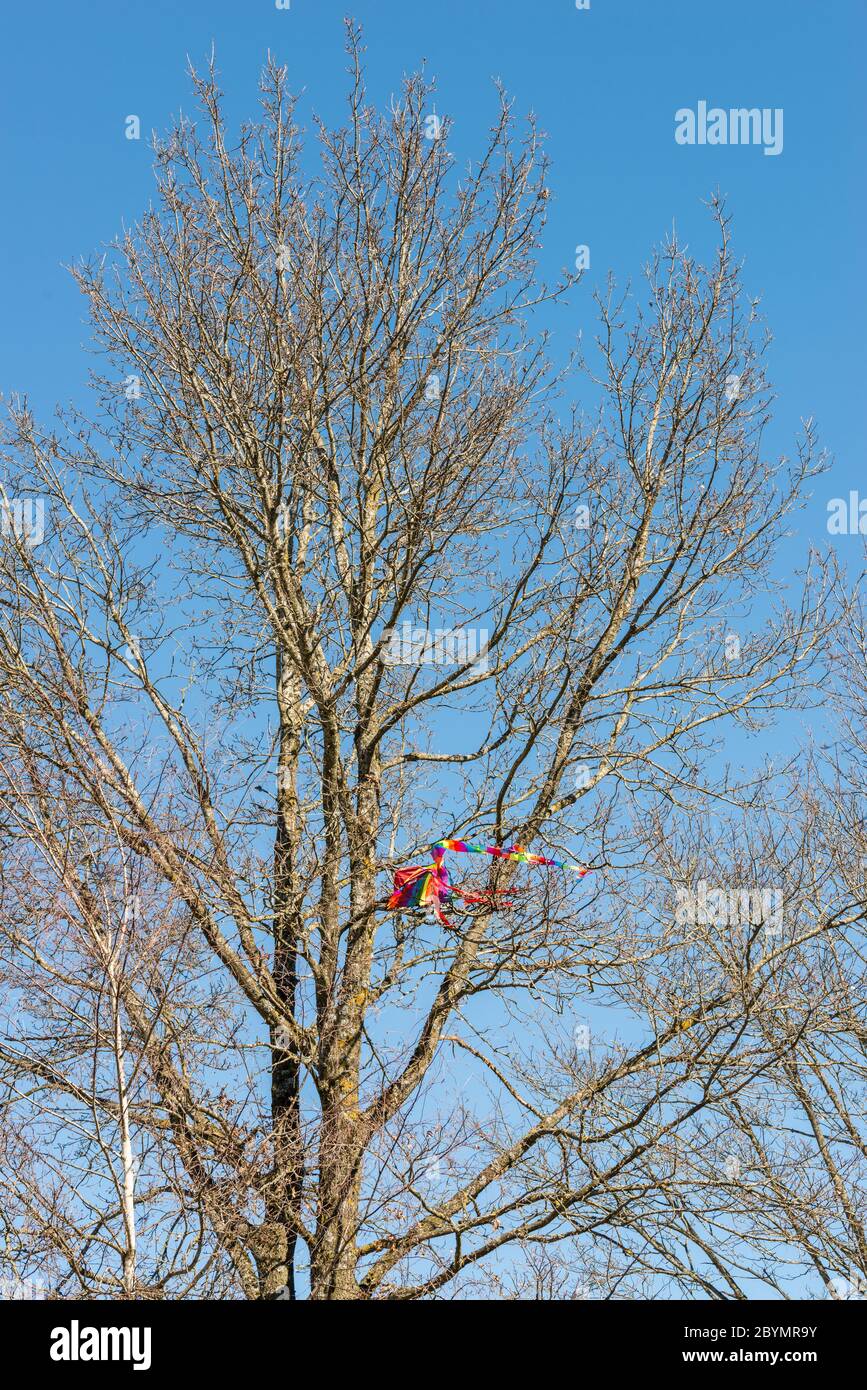Kite stuck in tree hi-res stock photography and images - Alamy