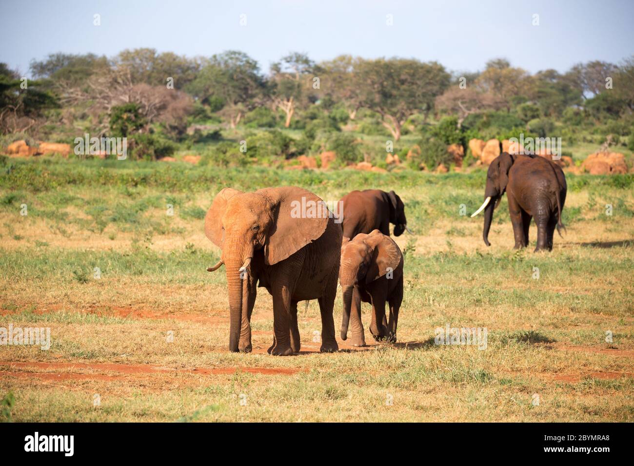 The large family of red elephants on their way through the Kenyan ...