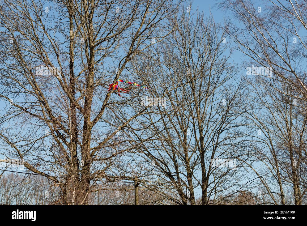 Kite stuck in tree hi-res stock photography and images - Alamy