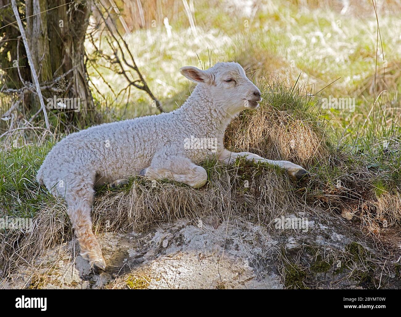 Lamb Lying Silhouette
