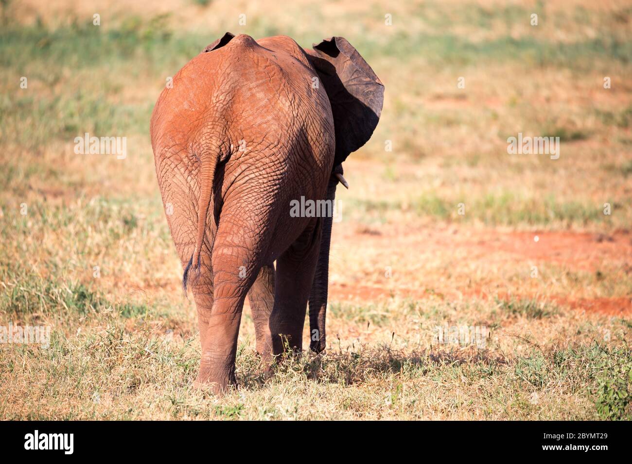 Large african elephant walking away hi-res stock photography and images ...
