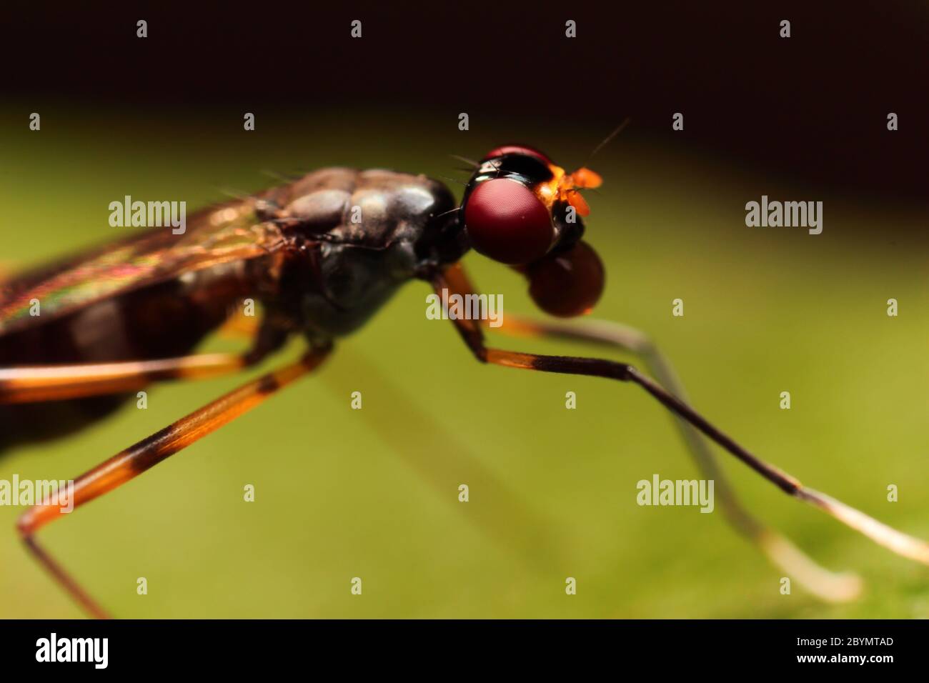 close-up extreme macro little insect soft focus details nature ...