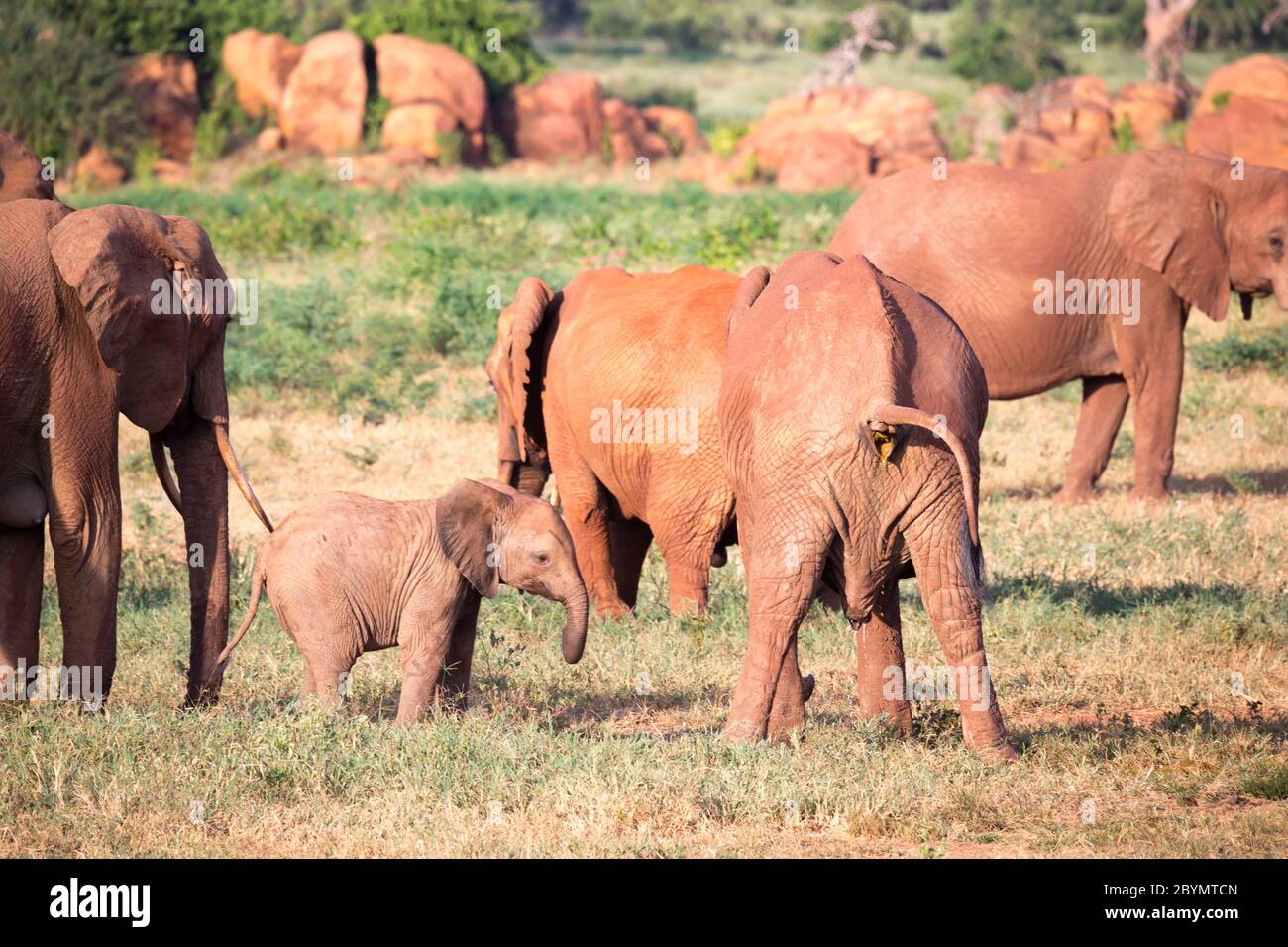 The large family of red elephants on their way through the Kenyan ...