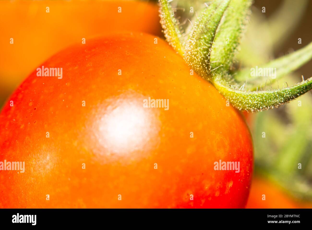 extra soft focus tomato skin macro in garden Stock Photo - Alamy