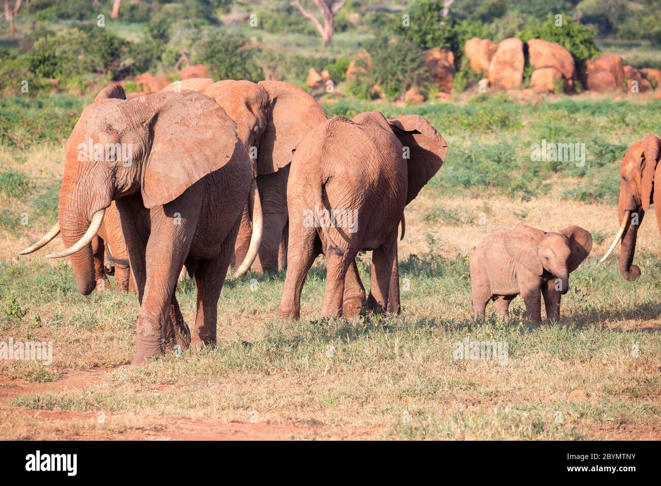 The large family of red elephants on their way through the Kenyan ...