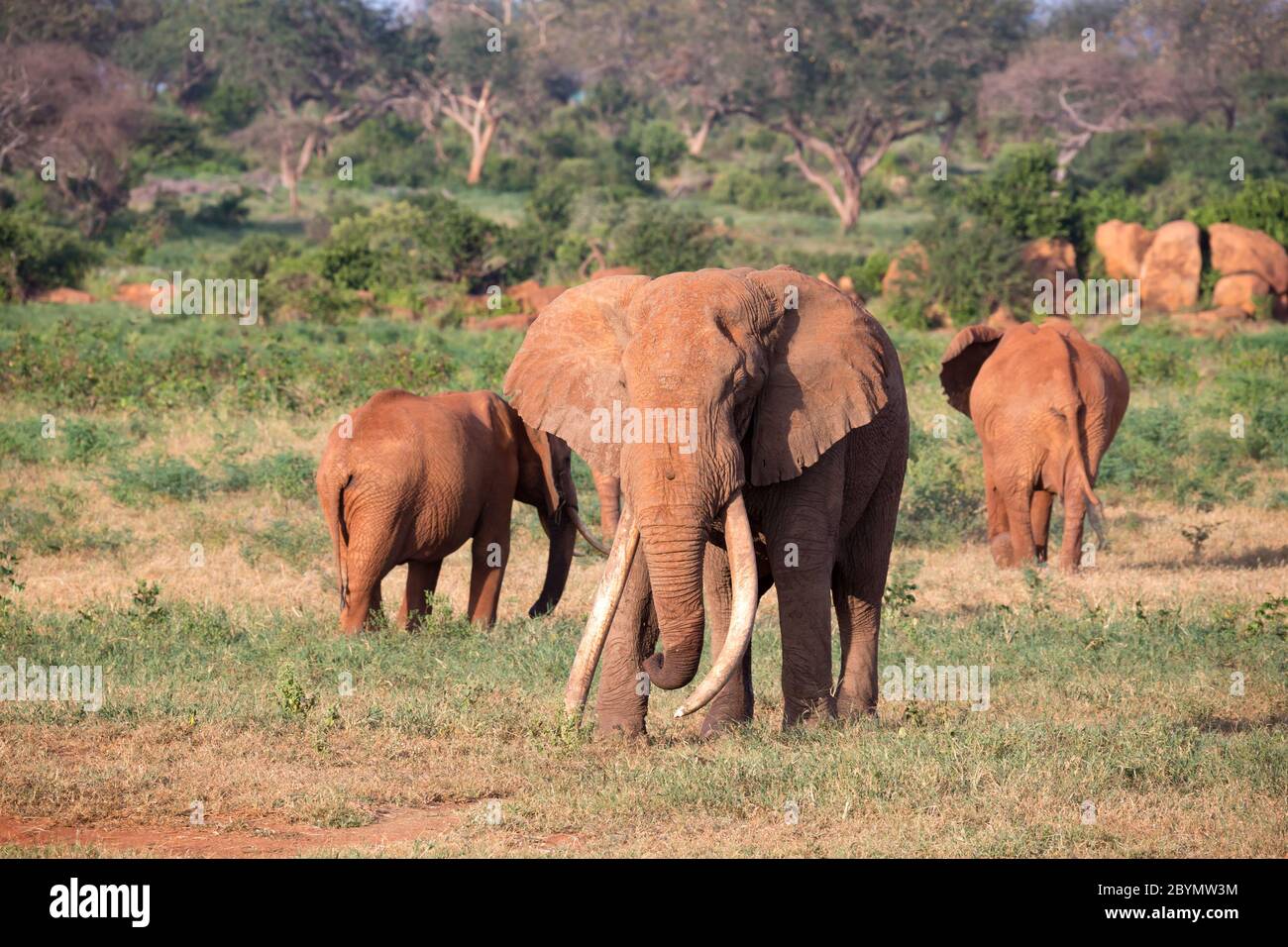 The large family of red elephants on their way through the Kenyan ...