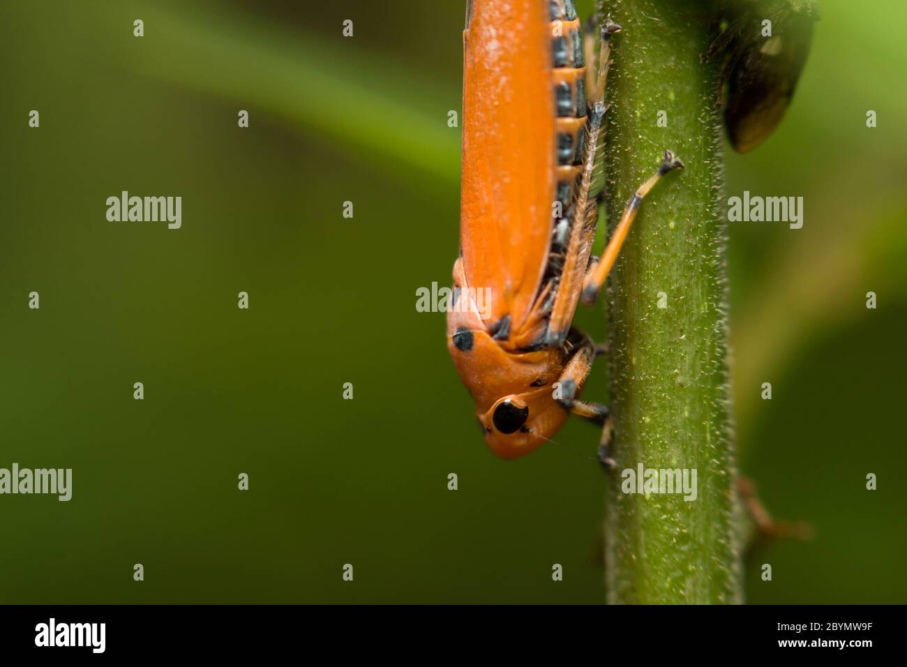 White treehopper hi-res stock photography and images - Alamy