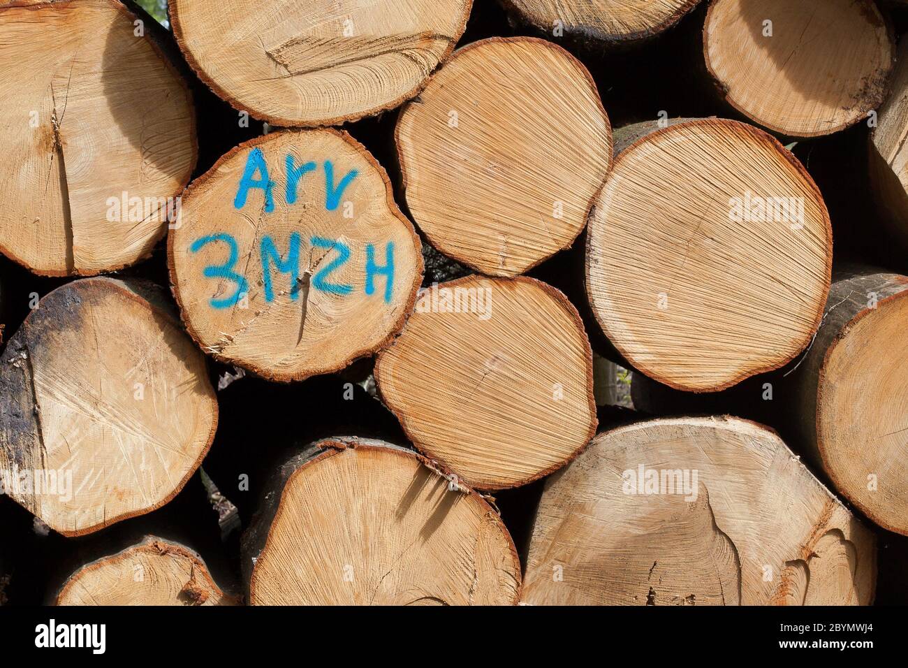 Stacked timber in a dutch forrest Stock Photo - Alamy