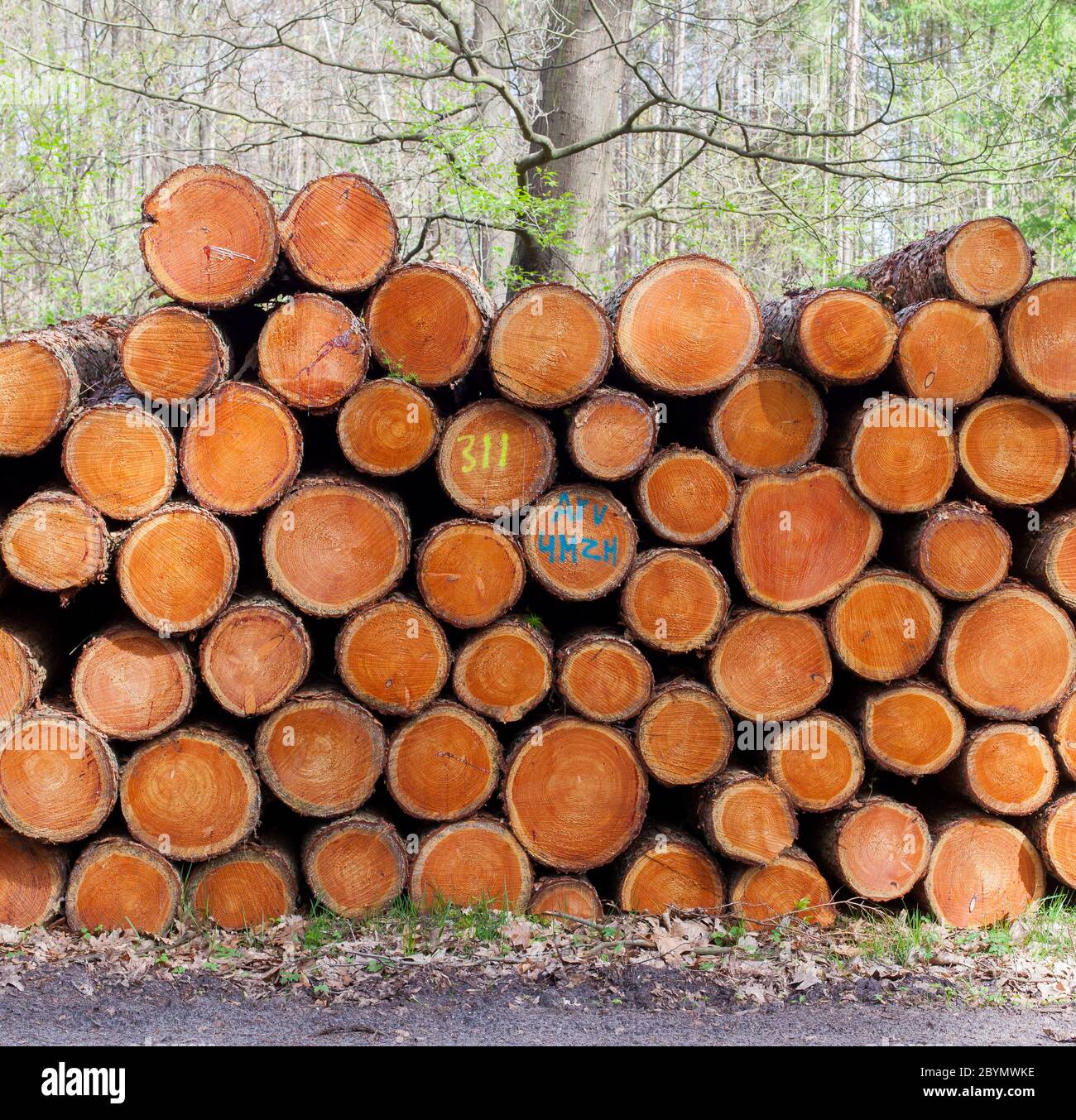 Stacked timber in a dutch forrest Stock Photo - Alamy