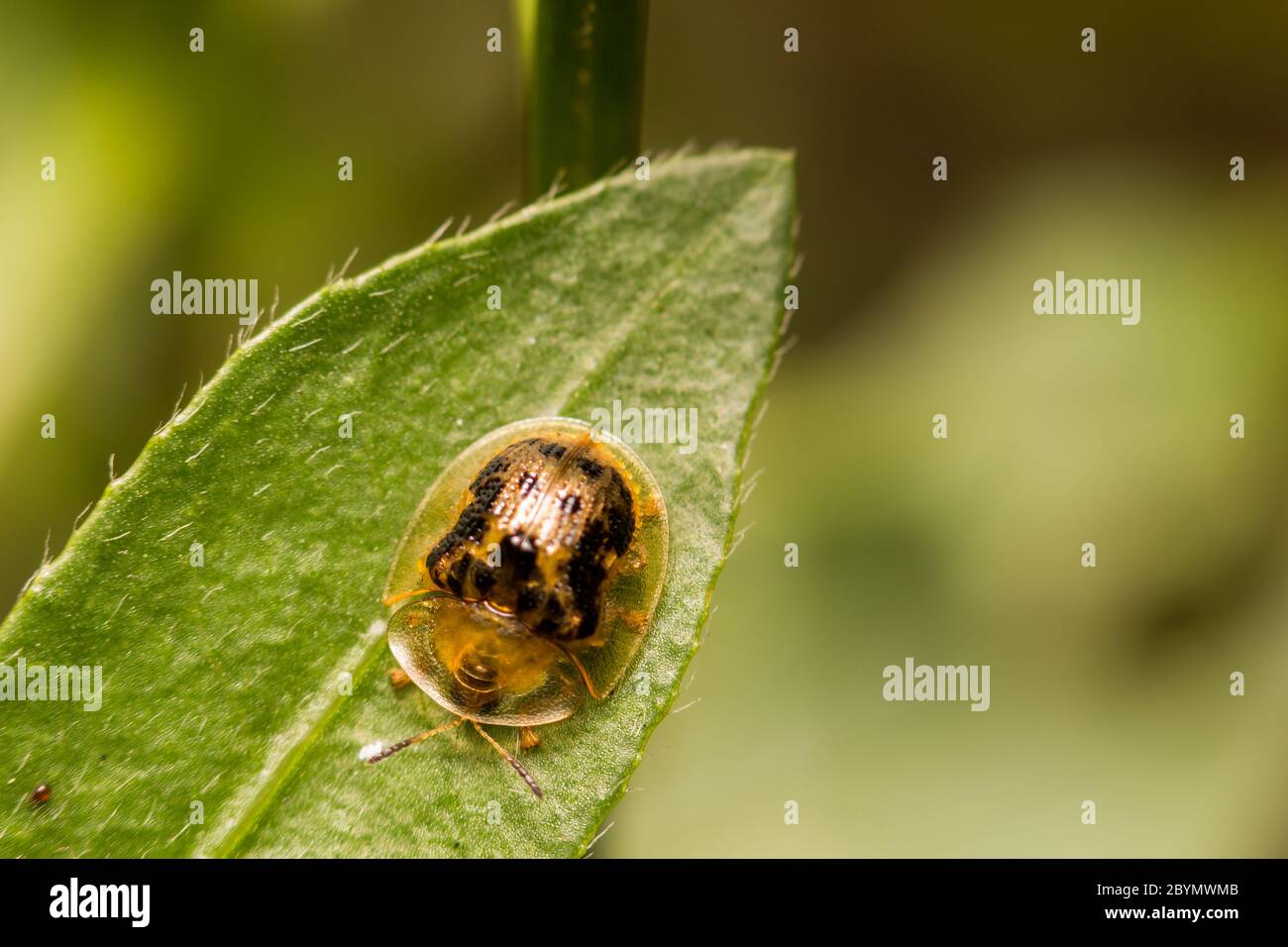 Insect life up close hi-res stock photography and images - Alamy