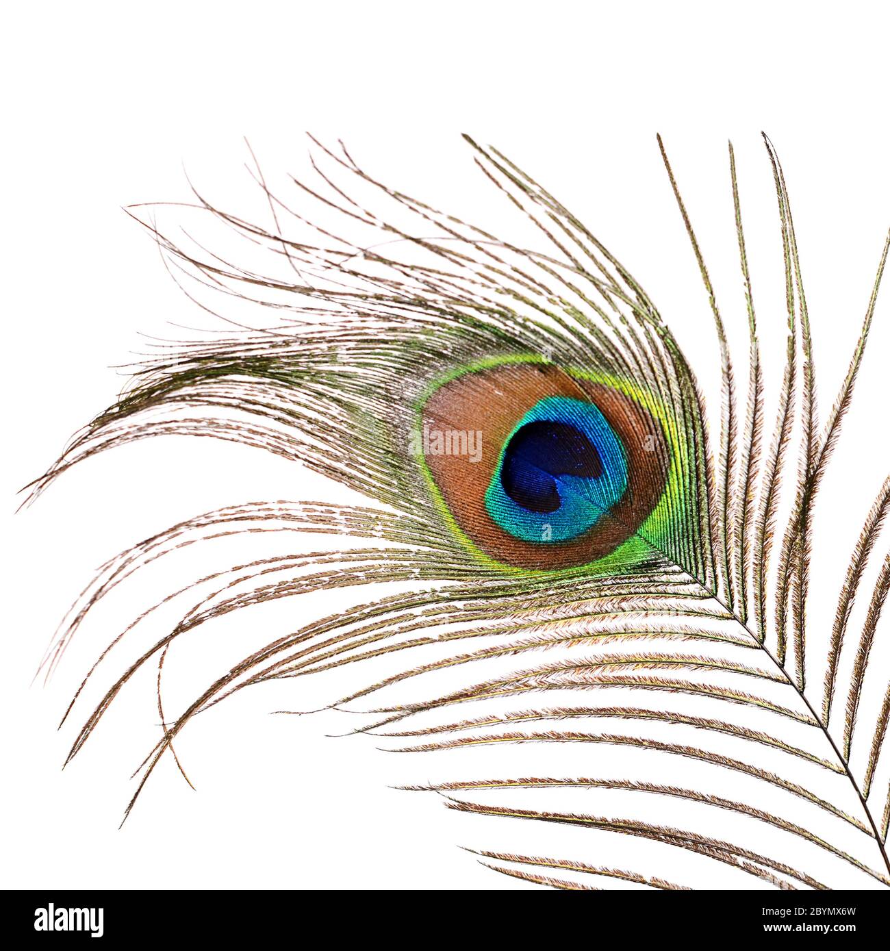 Single peacock feather hi-res stock photography and images - Alamy