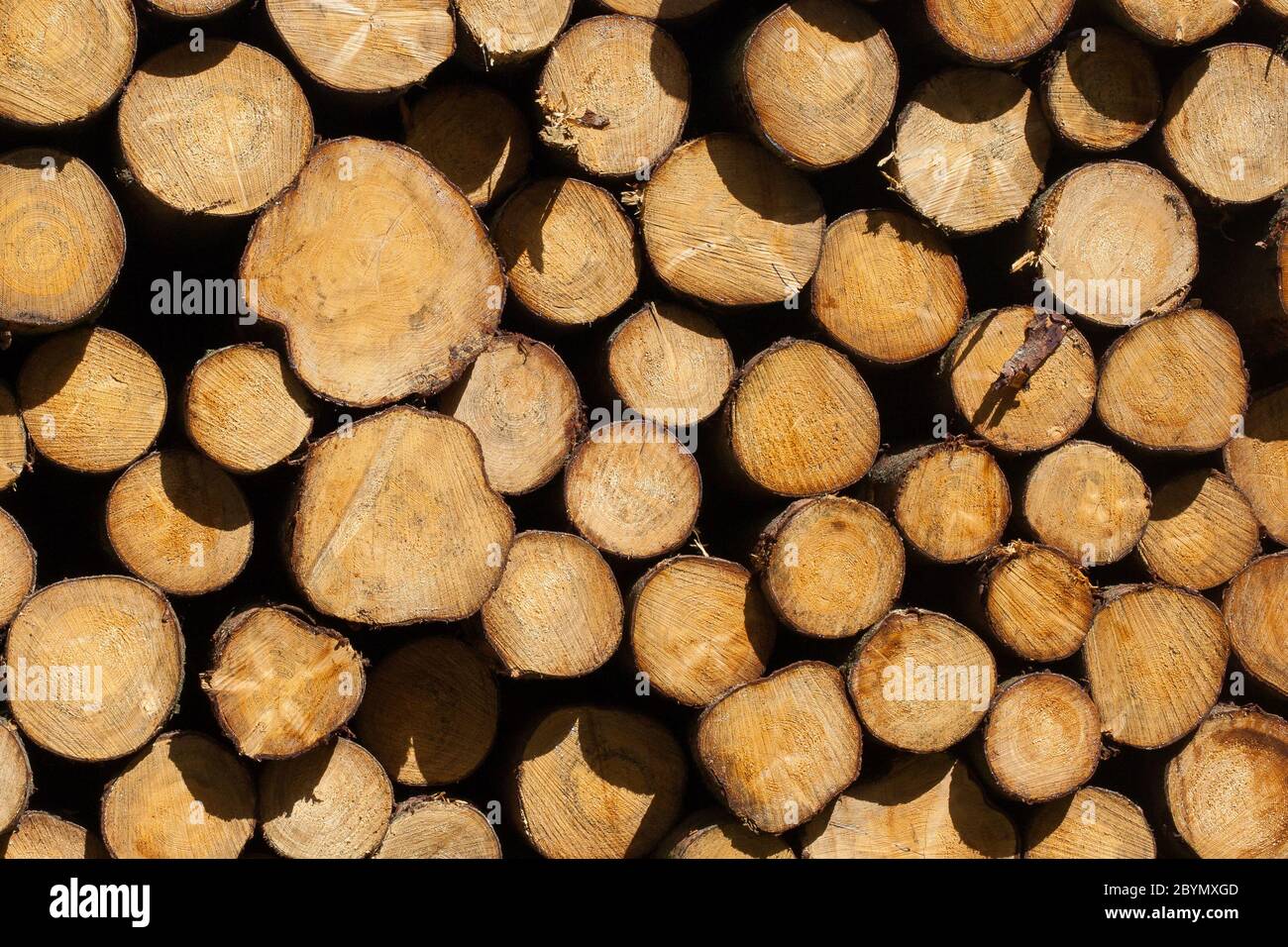 Stacked timber in a dutch forrest Stock Photo - Alamy