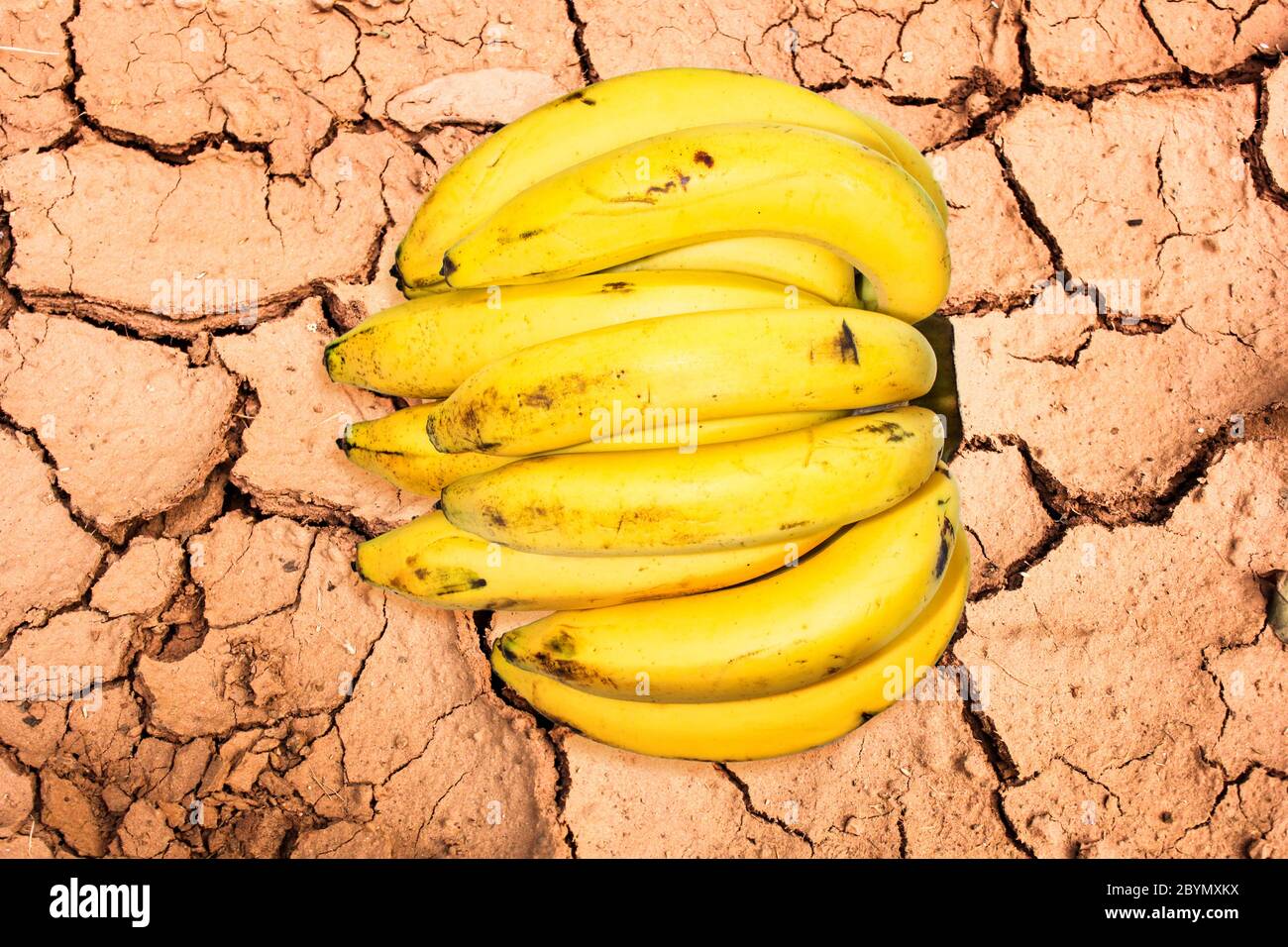 Bunch cavendish bananas on table hi-res stock photography and images ...