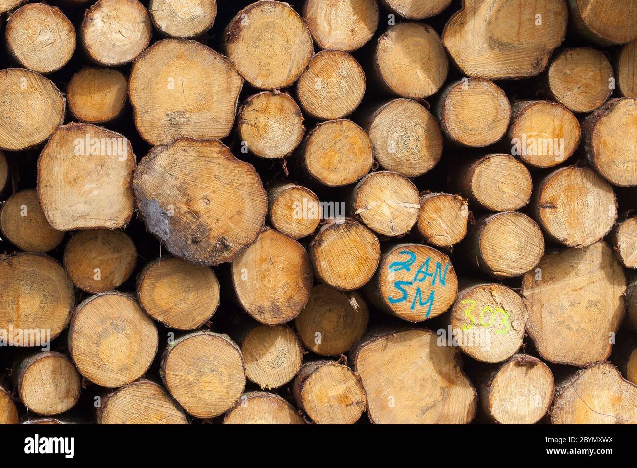 Stacked timber in a dutch forrest Stock Photo - Alamy