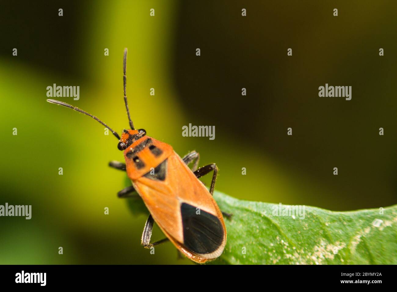 Extra large insects hi-res stock photography and images - Alamy