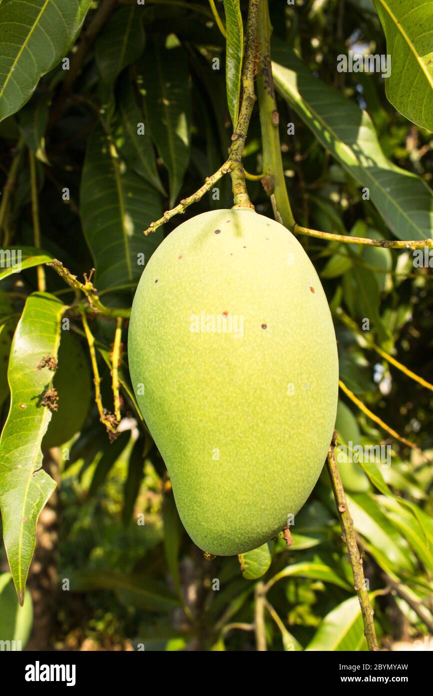 fresh thai mangoes in garden Stock Photo - Alamy