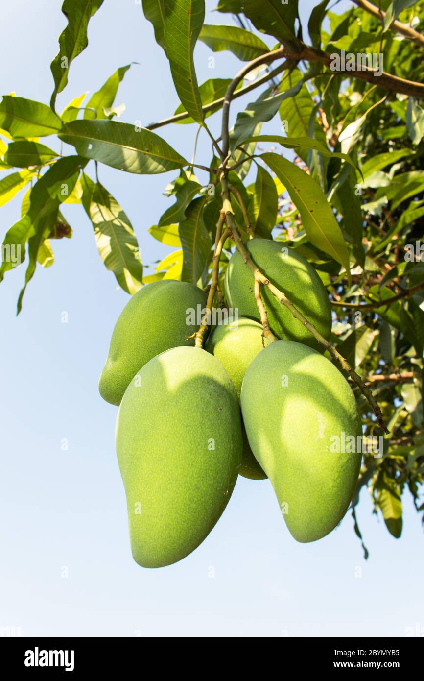 fresh thai mangoes in garden with blue sky background Stock Photo - Alamy