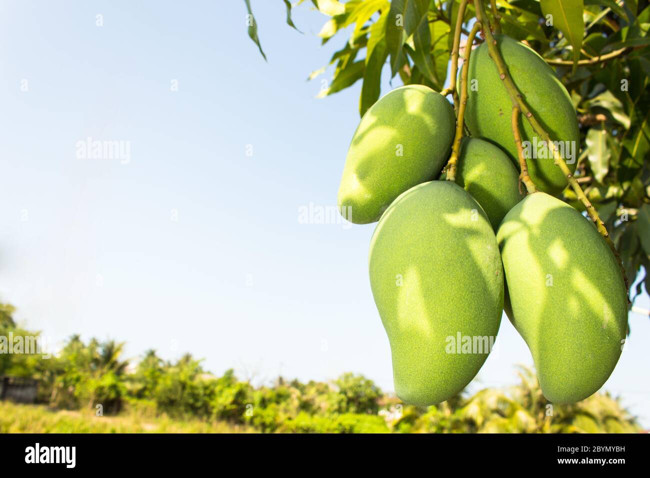 fresh thai mangoes in garden with blue sky background Stock Photo - Alamy