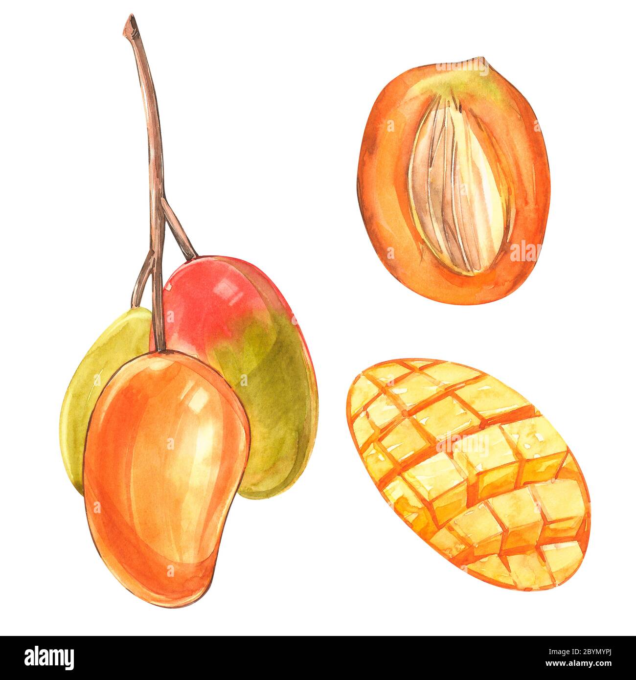 Mango cubes vintage design template. Watercolor botanical illustration ...