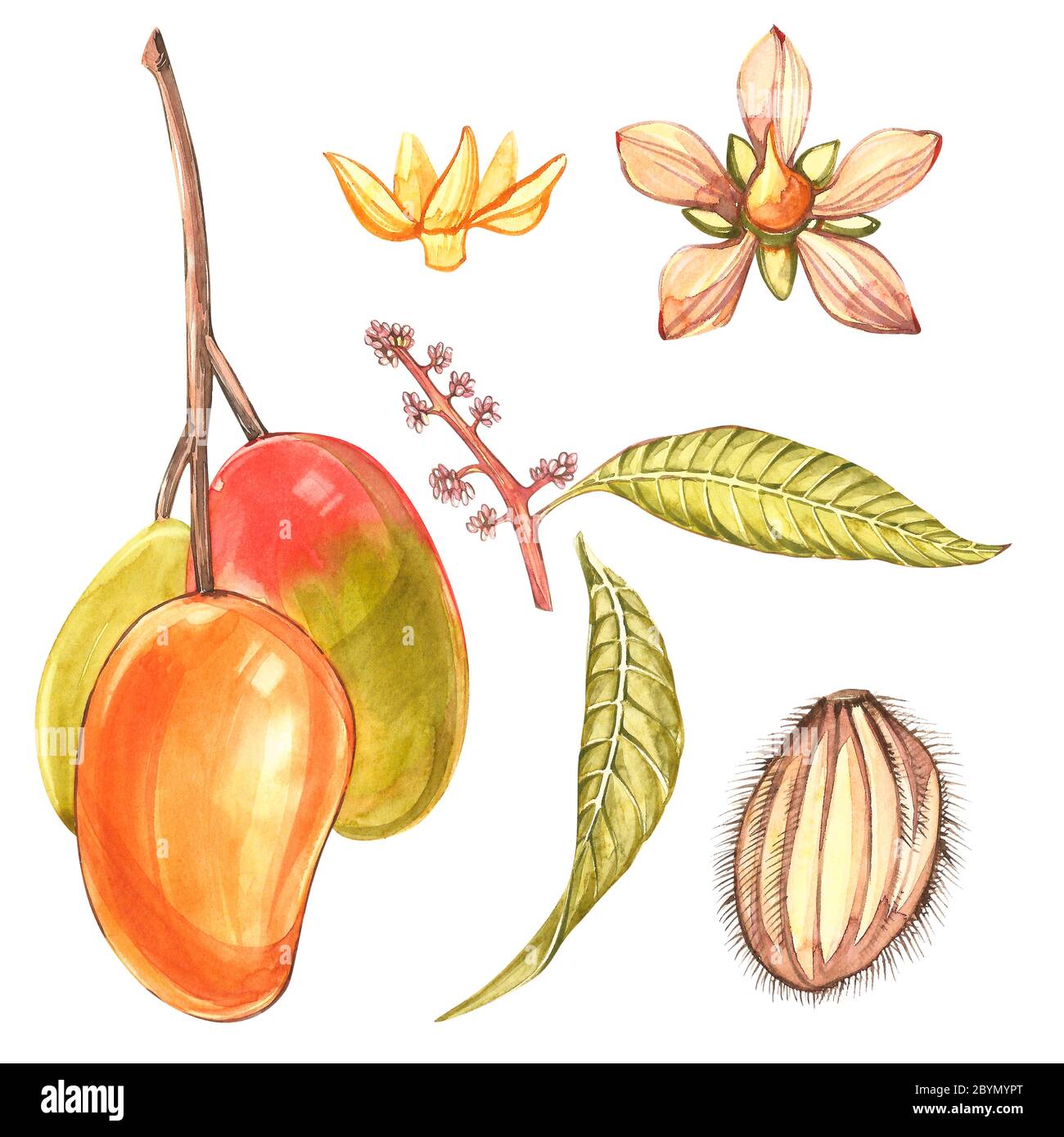 Set of Watercolor botanical illustration. Mango Fruit and flowers ...