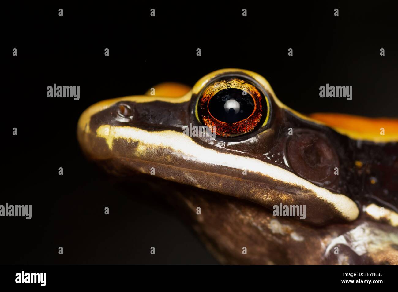 Fungoid Frog side portrait Stock Photo - Alamy