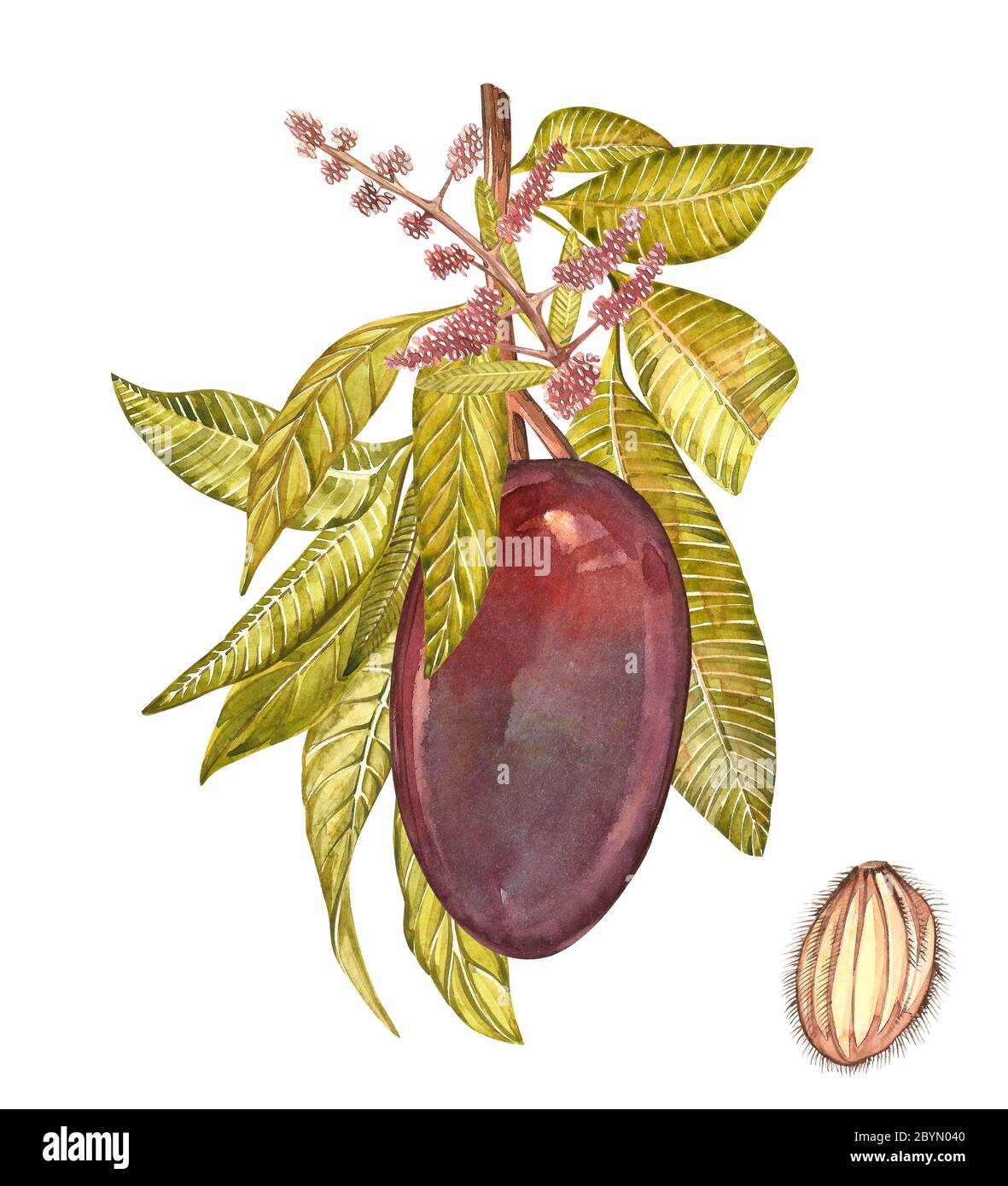 Mango tree vintage design template. Watercolor botanical illustration ...