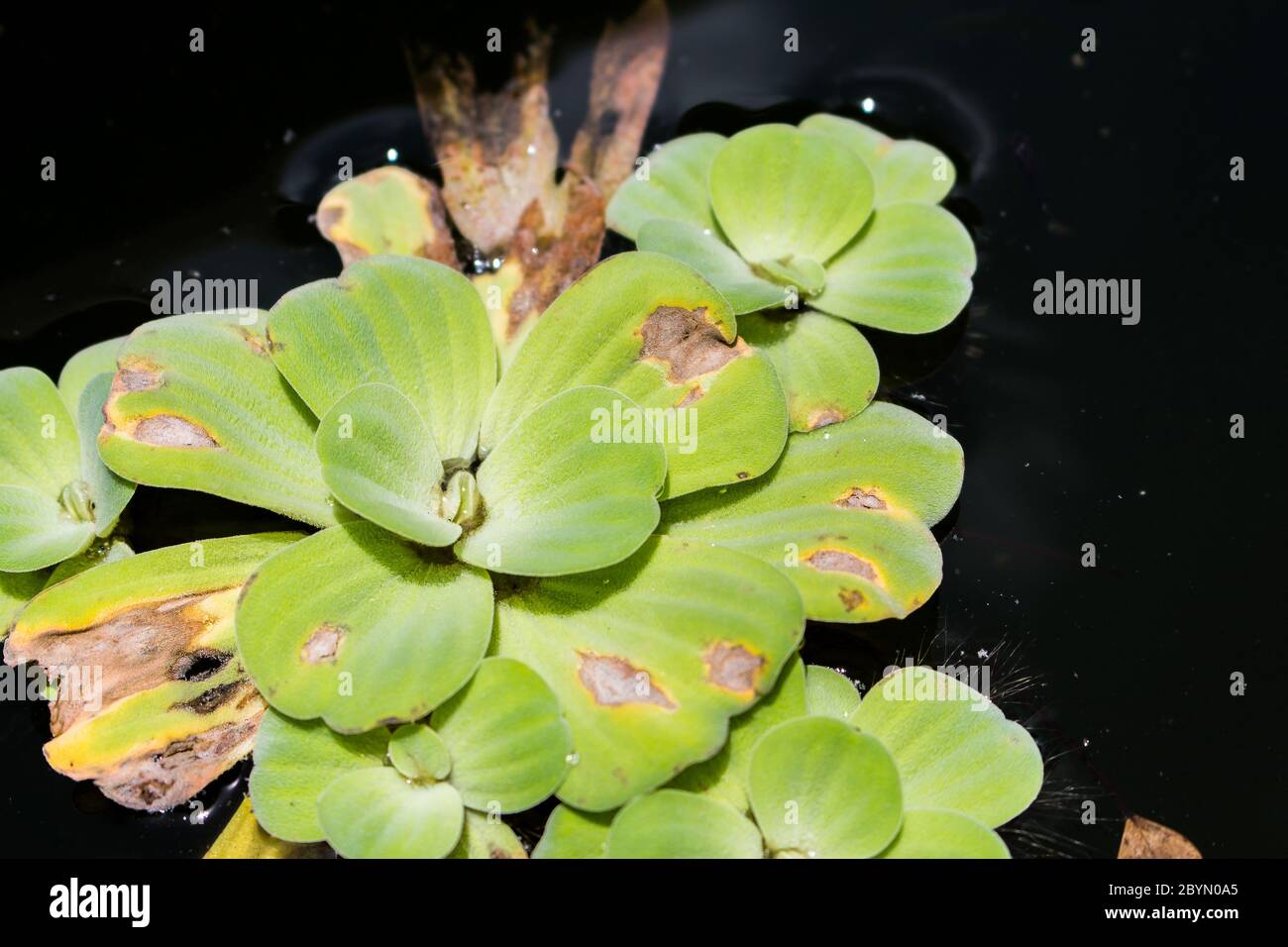 Close up duckweeds in hi-res stock photography and images - Alamy