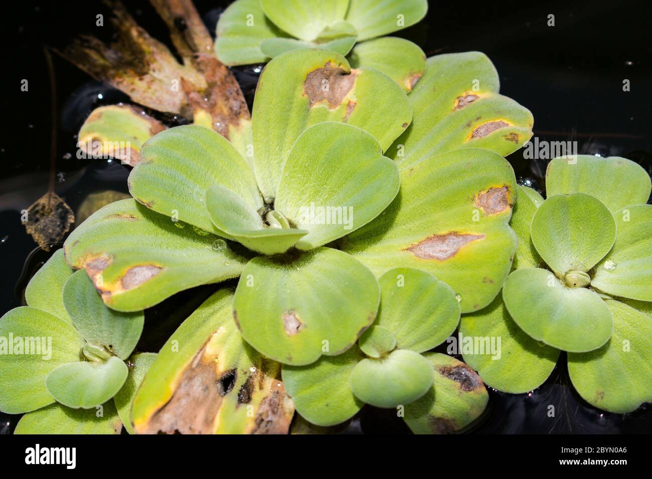 close-up duckweed in swamp, floating plant Stock Photo - Alamy