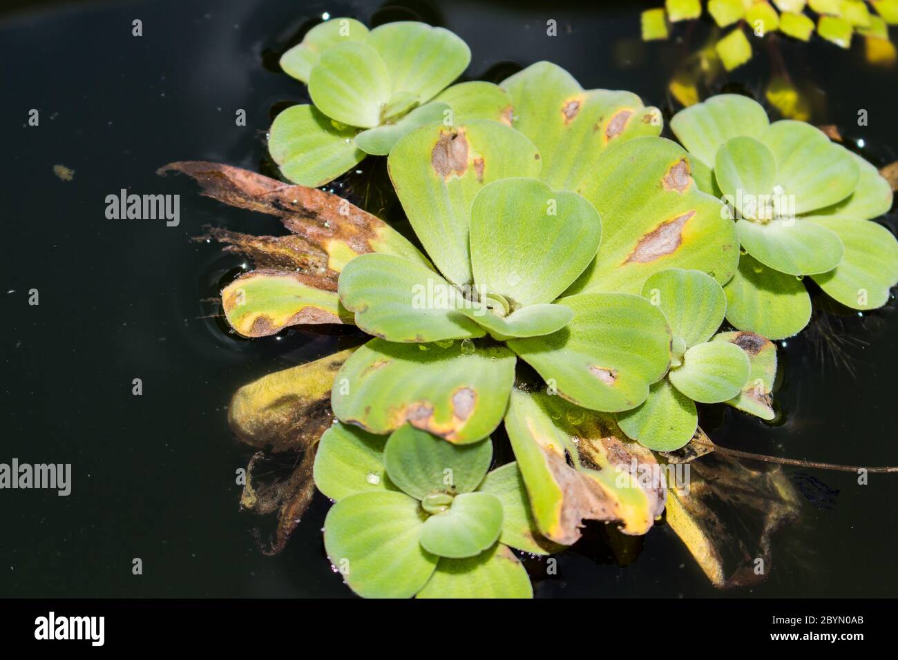 close-up duckweed in swamp, floating plant Stock Photo - Alamy
