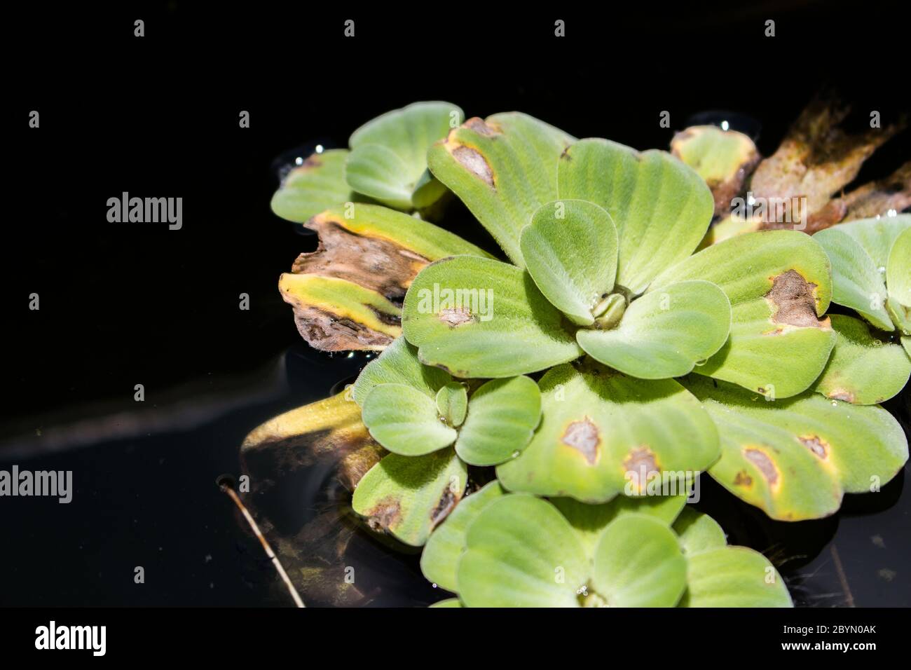 close-up duckweed in swamp, floating plant Stock Photo - Alamy