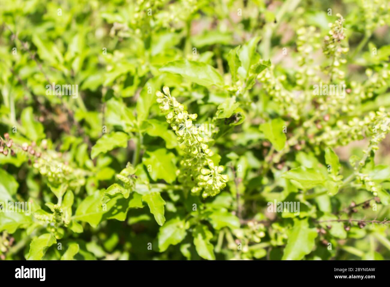 Close up holy basil plant hi-res stock photography and images - Alamy