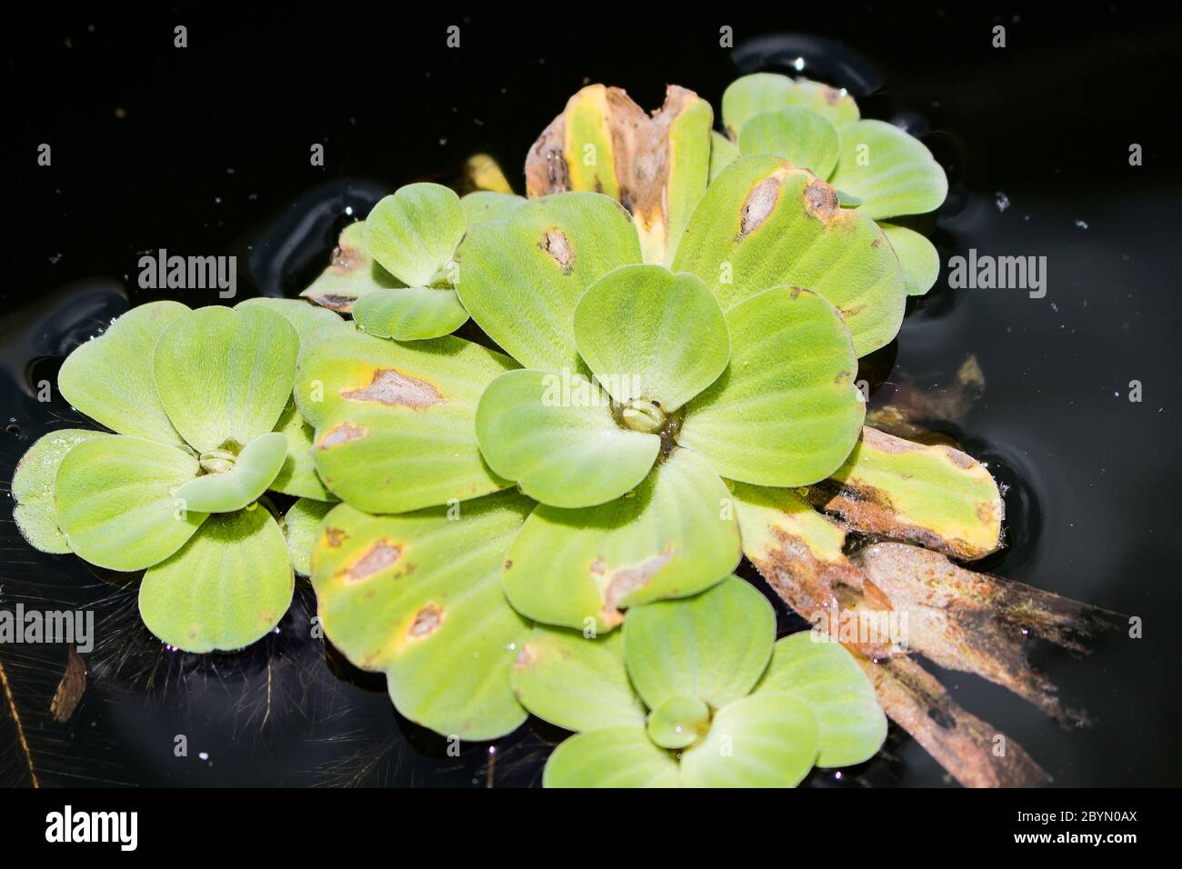 close-up duckweed in swamp, floating plant Stock Photo - Alamy