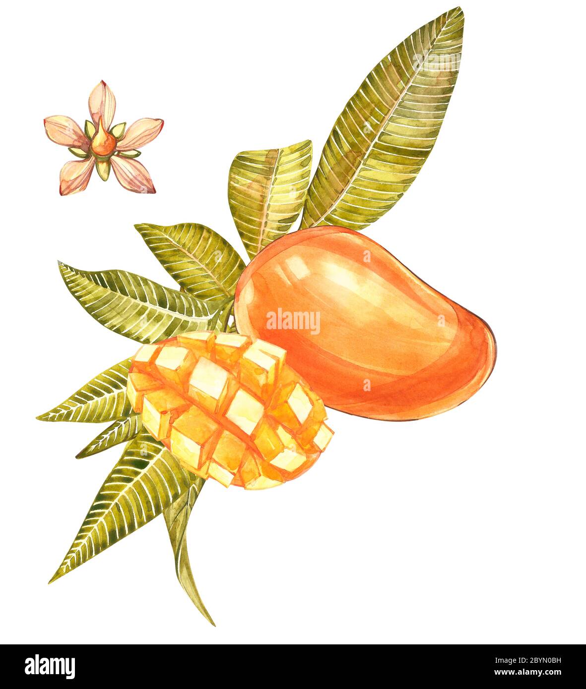 Set of Watercolor botanical illustration. Mango Fruit and flowers ...