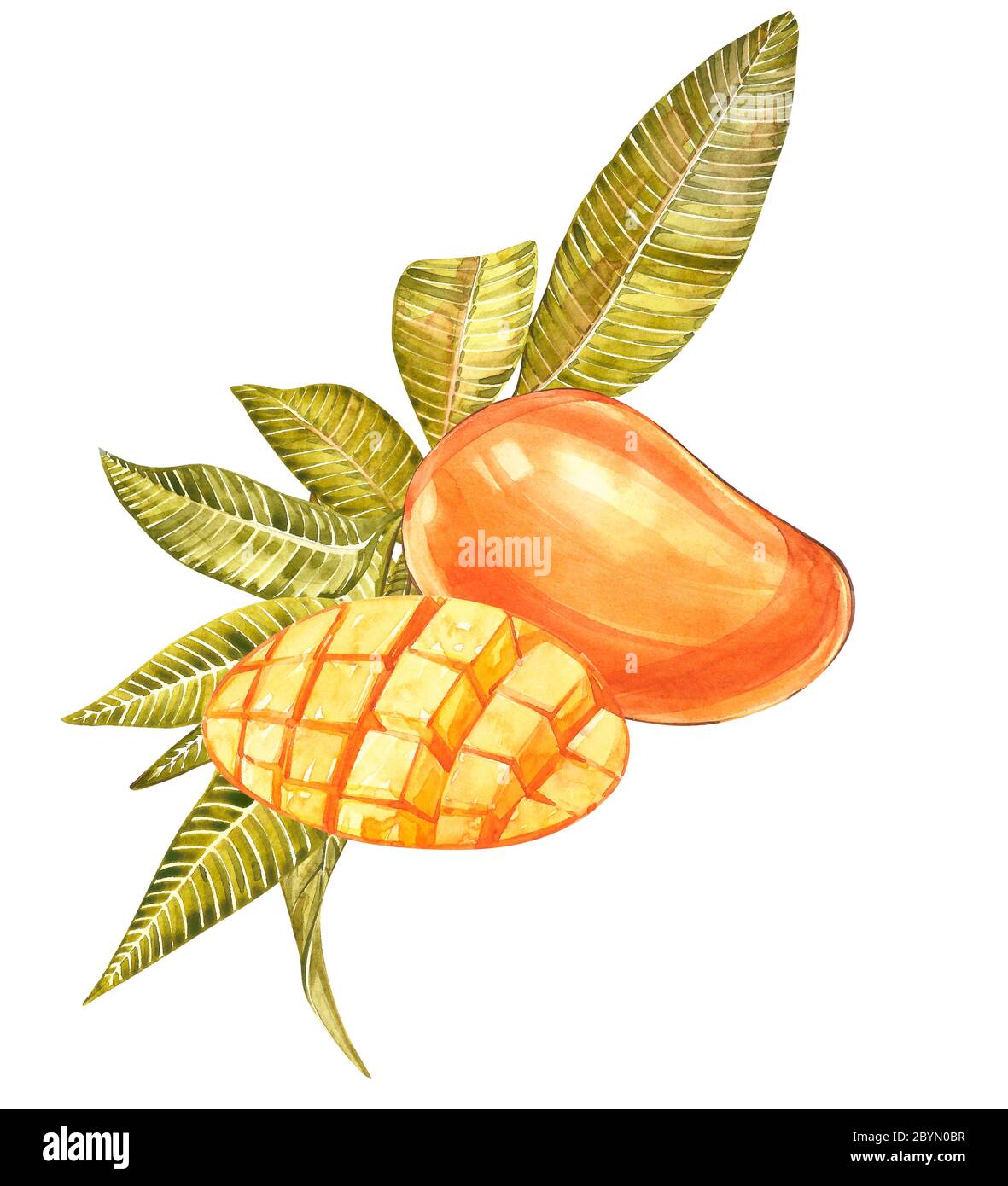 Set of Watercolor botanical illustration. Mango Fruit and flowers ...