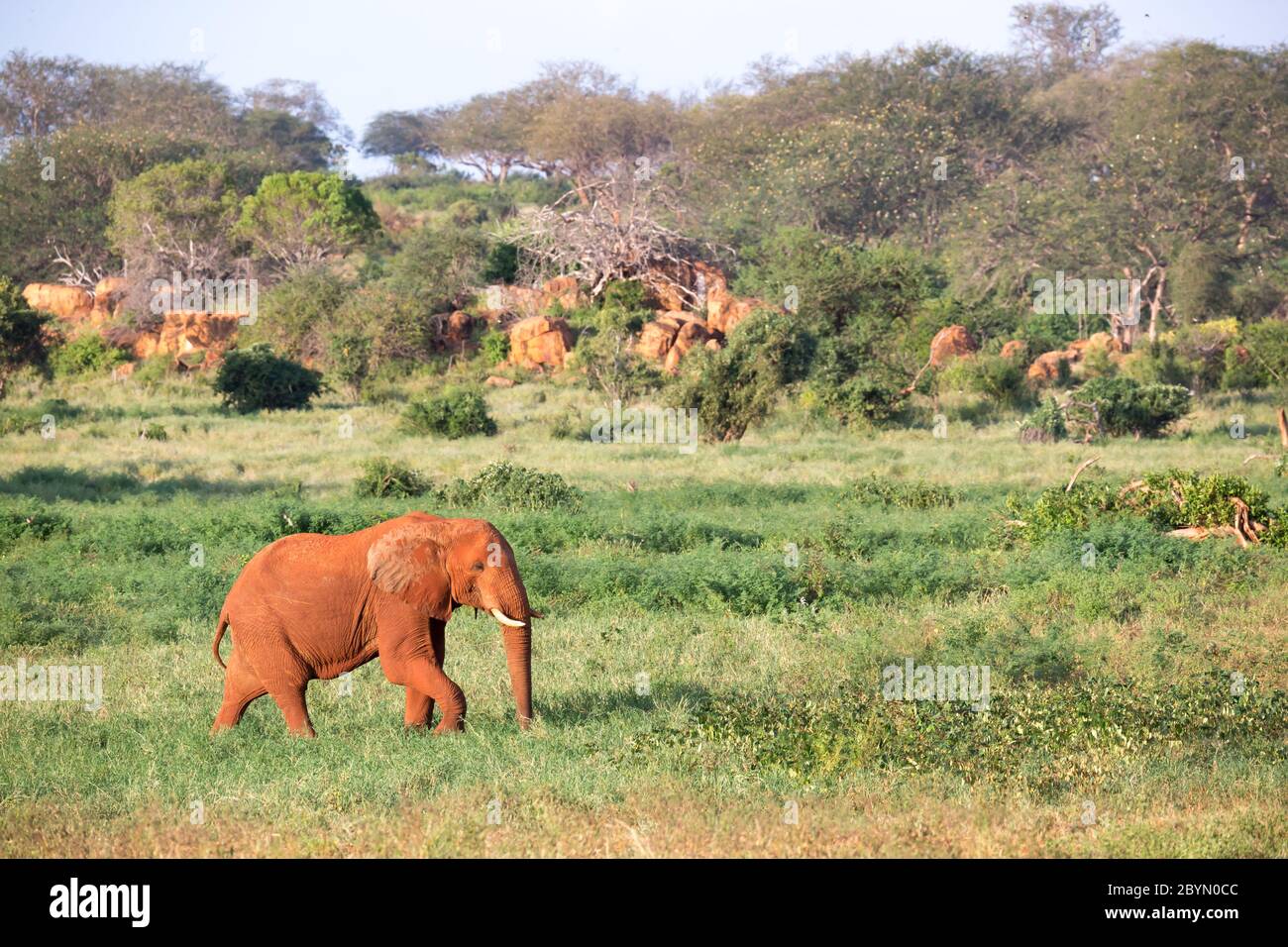 One big red elephant walks through the savannah between many plants ...