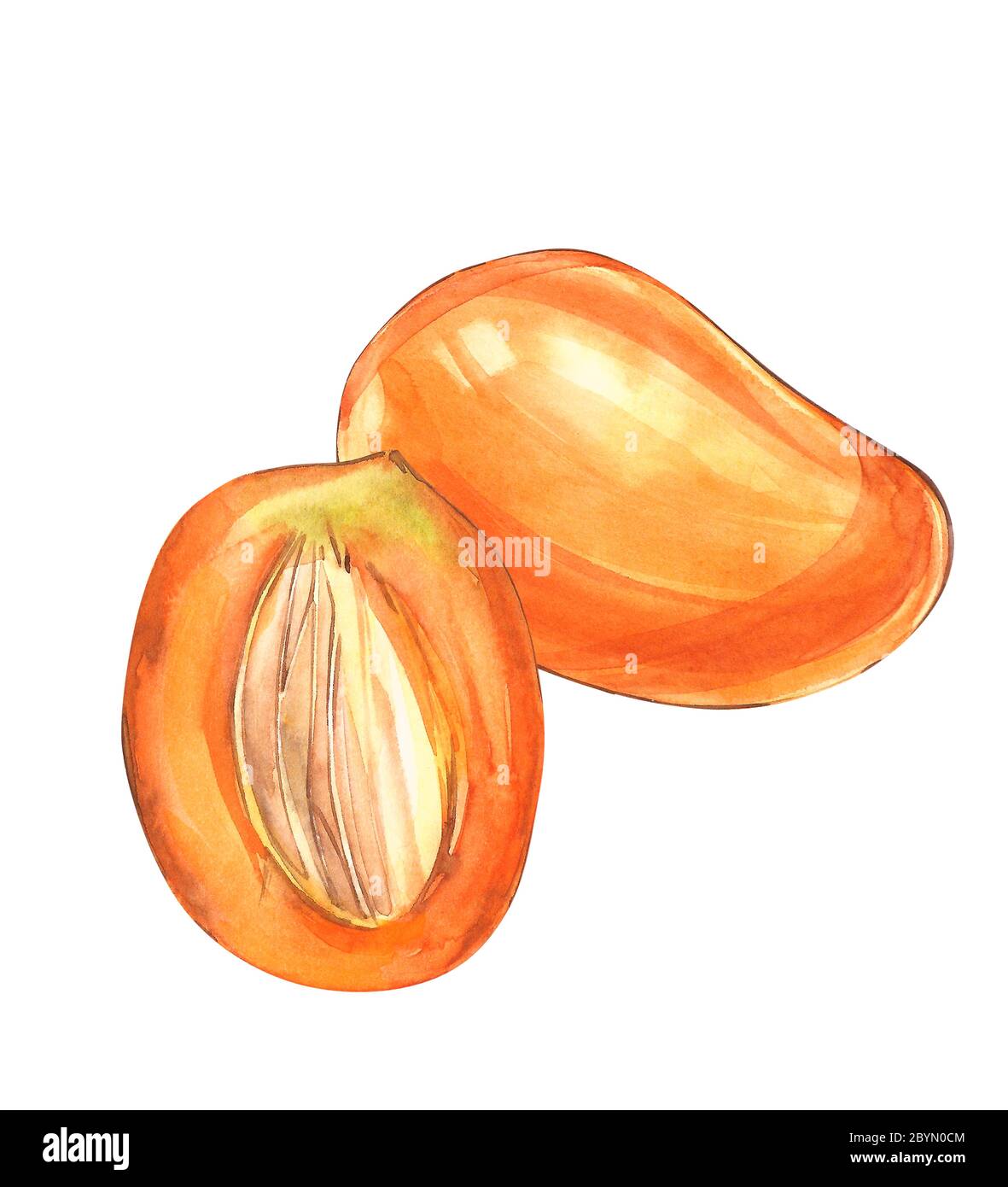 Mango cubes vintage design template. Watercolor botanical illustration ...