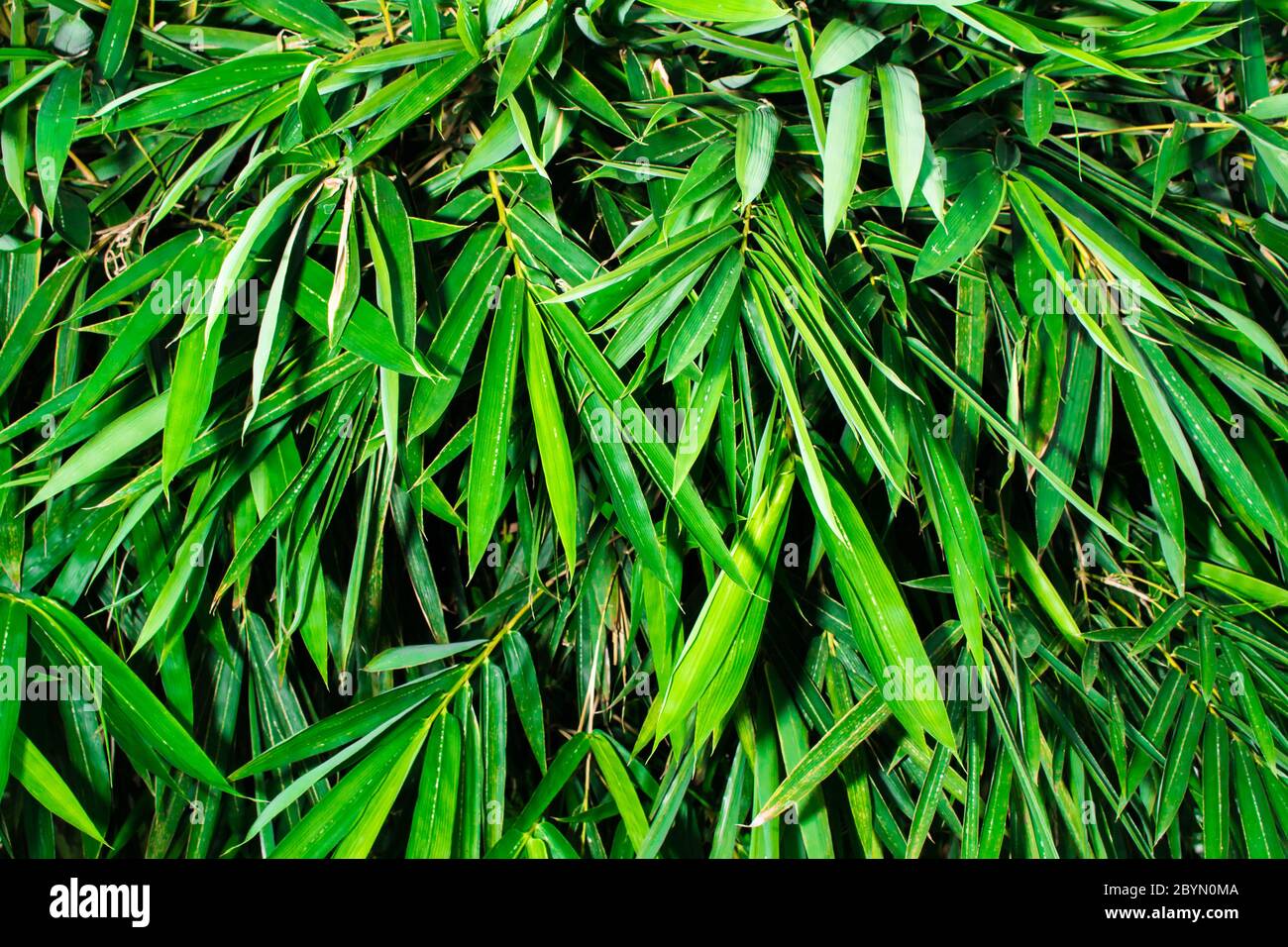 bamboo leaves texture background Stock Photo - Alamy