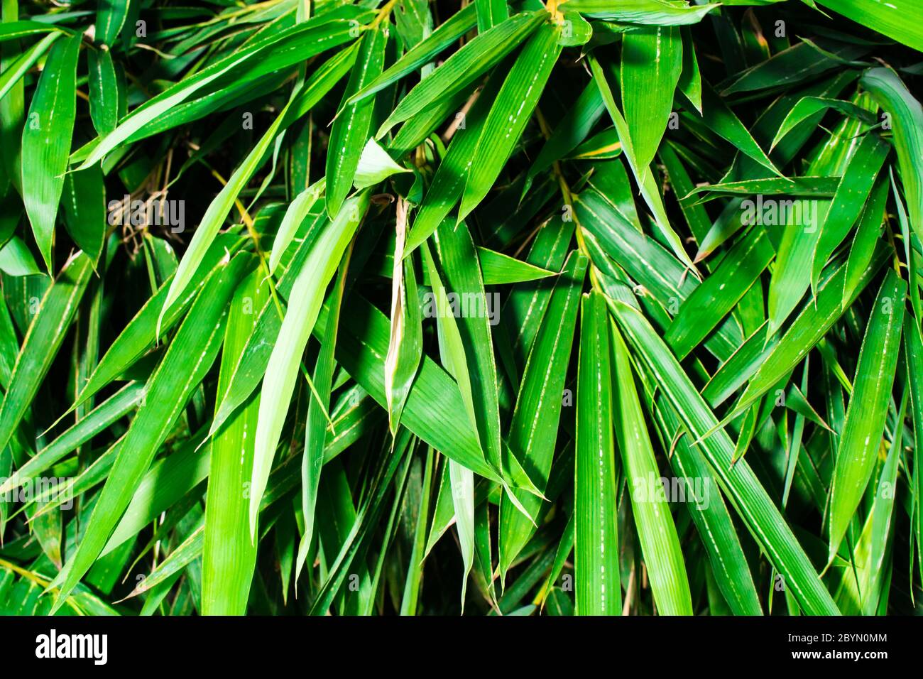 bamboo leaves texture background Stock Photo - Alamy