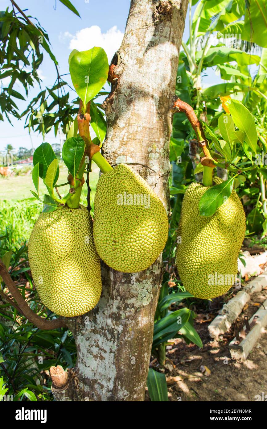jackfruit in thai garden Stock Photo - Alamy