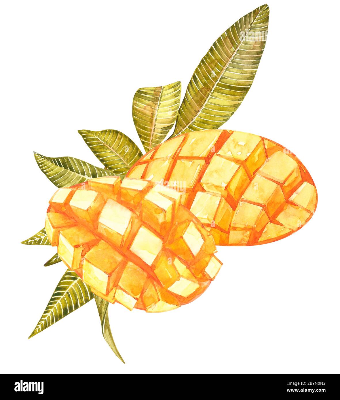 Mango cubes vintage design template. Watercolor botanical illustration ...