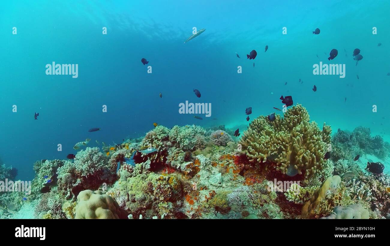 Sealife, Diving near a coral reef. Beautiful colorful tropical fish on ...